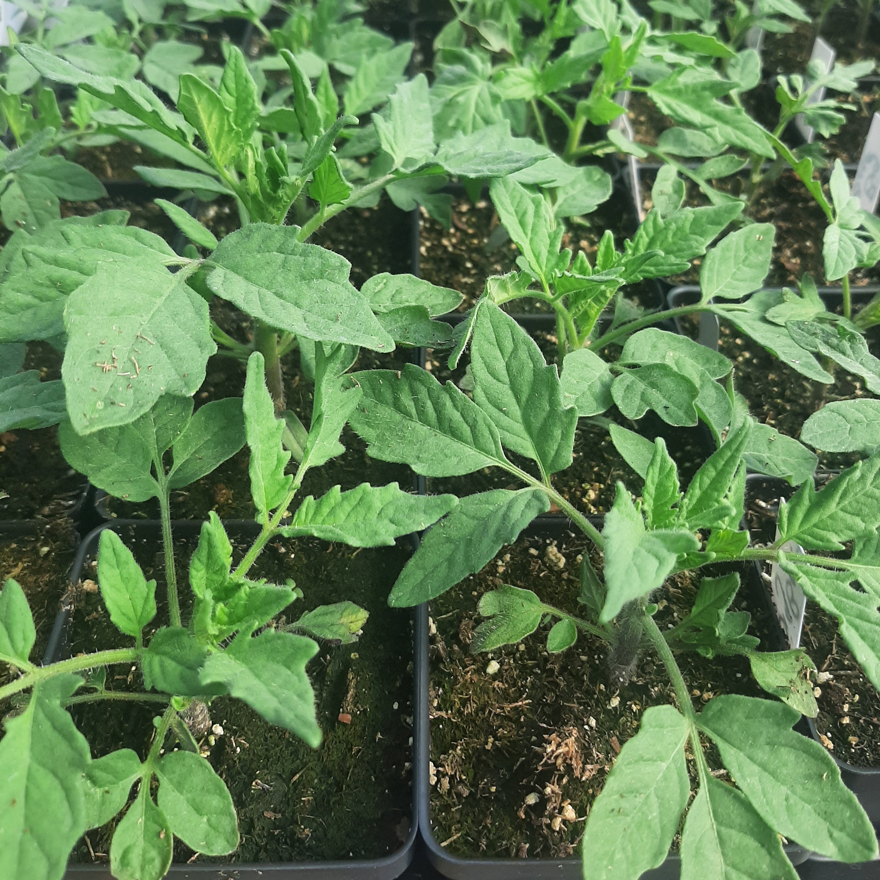 Tomatoes – Summerfield Acres