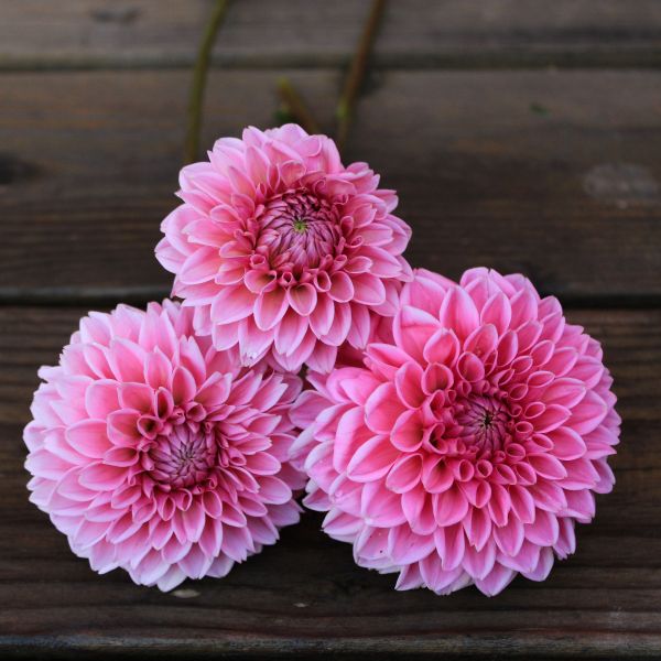 Sandra (AKA Pink Sylvia) – Summerfield Acres