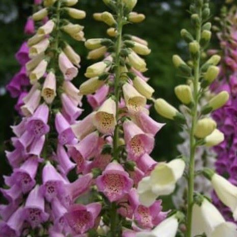 Excelsior Foxglove Mix Perennial Plant – Summerfield Acres