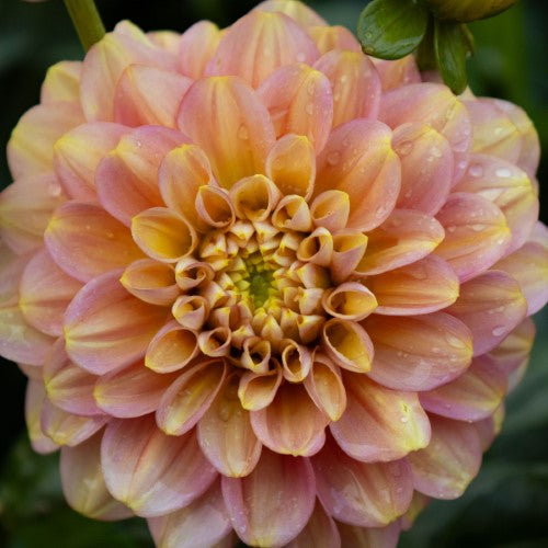 Lark's Ebbe Dahlia Tuber – Summerfield Acres