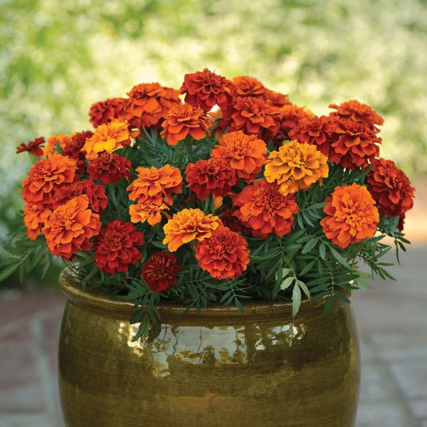 Fireball Marigold Plants – Summerfield Acres